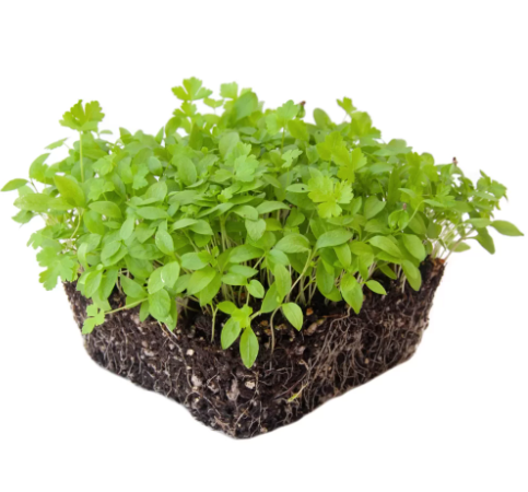 Semence micro-pousse Persil | Potager du Québec