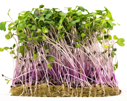 Semence micro-pousse Mélange doux | Potager du Québec