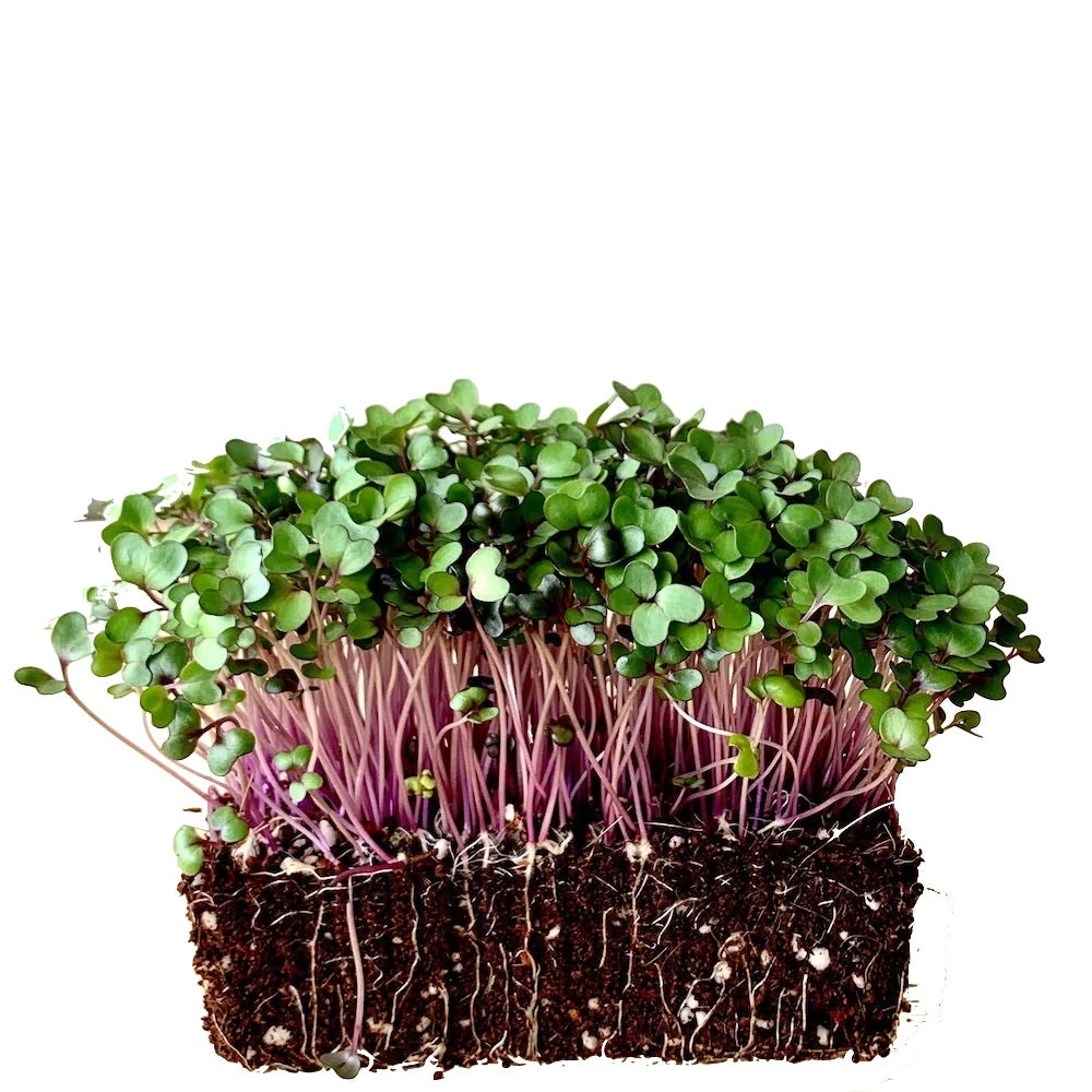Semence micro-pousse Chou rouge | Potager du Québec