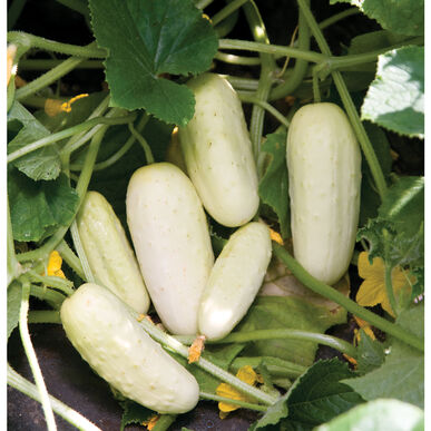 Semence de Concombre – Potager du Québec